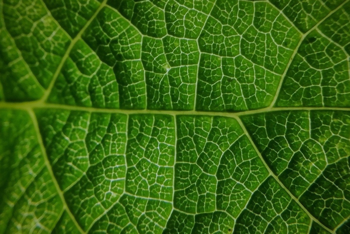 Biography of Phillip Wimpee